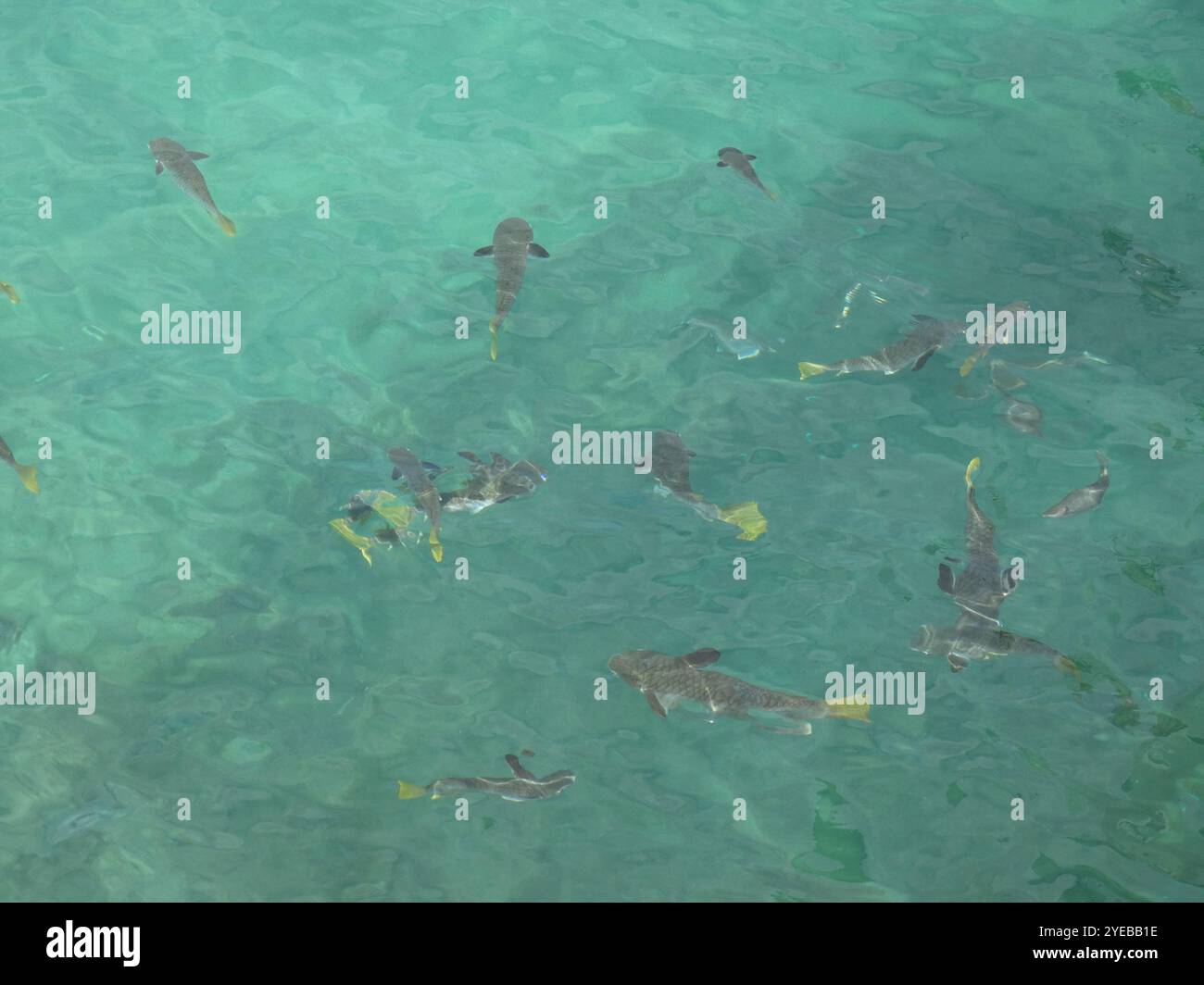 Squaretail Mullet (Ellochelon vaigiensis Stock Photo - Alamy