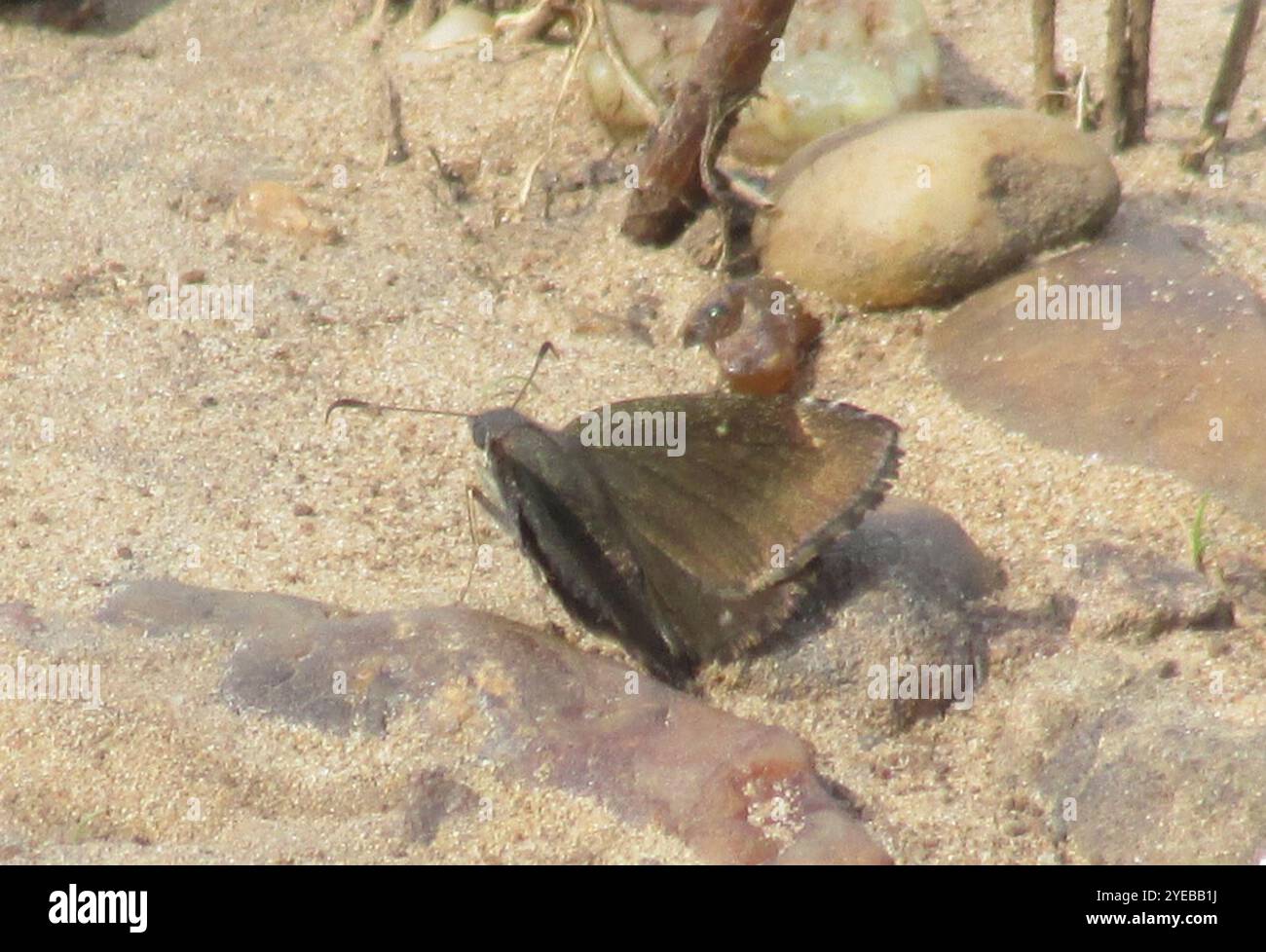 Mimosa Skipper (Cogia calchas Stock Photo - Alamy