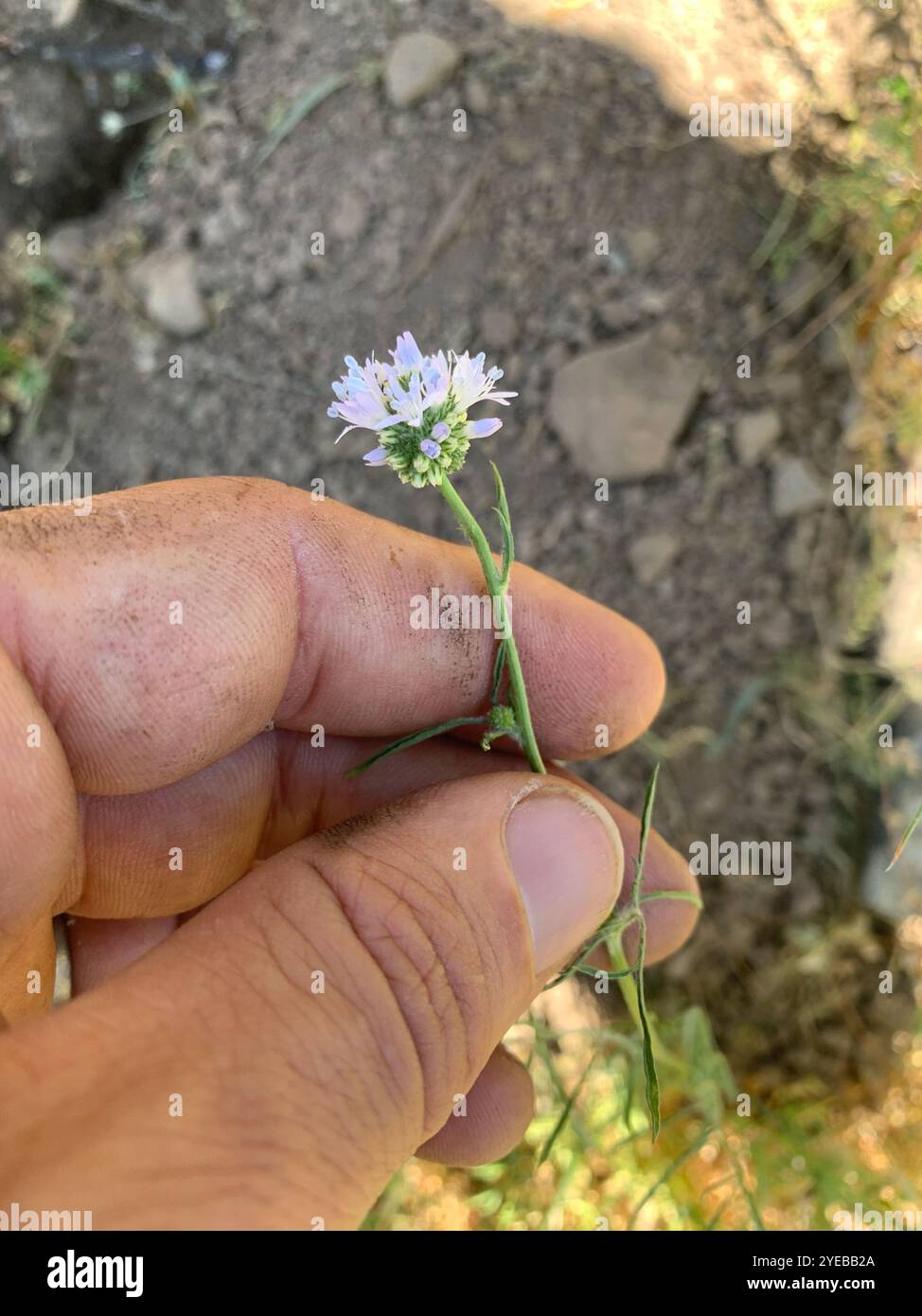 bluehead gilia (Gilia capitata Stock Photo - Alamy