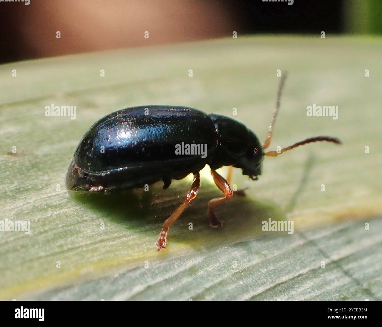 Aphthona nonstriata hi-res stock photography and images - Alamy