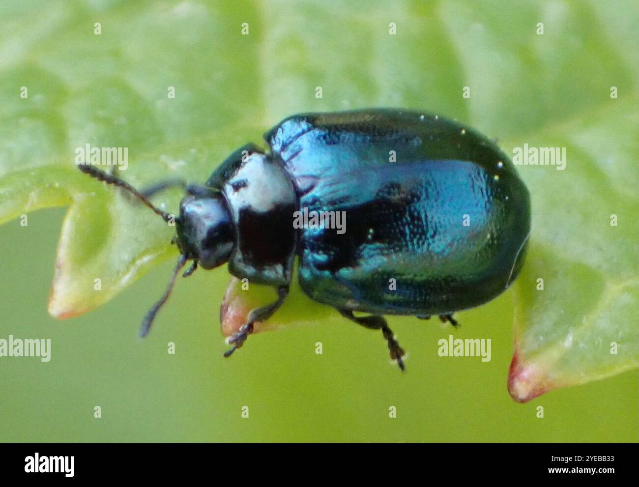 Willow Leaf Beetle (Plagiodera versicolora Stock Photo - Alamy