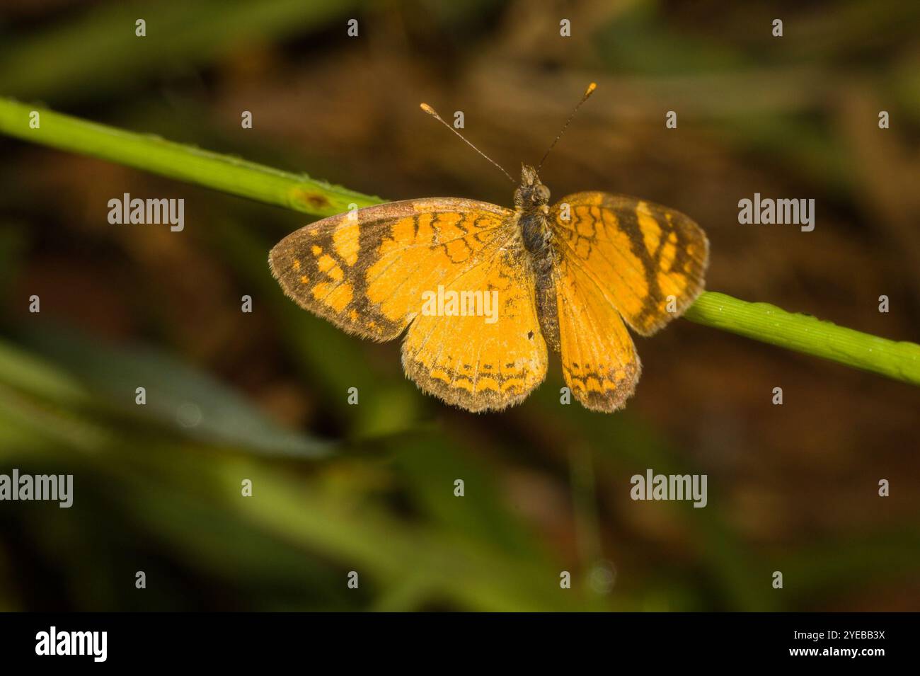 Claudina Crescent (Tegosa claudina Stock Photo - Alamy