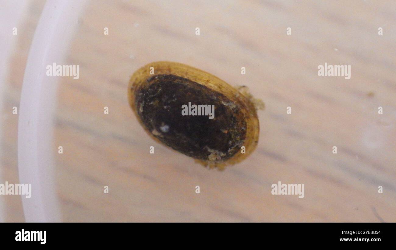 Freshwater Limpets (Ancylinae Stock Photo - Alamy