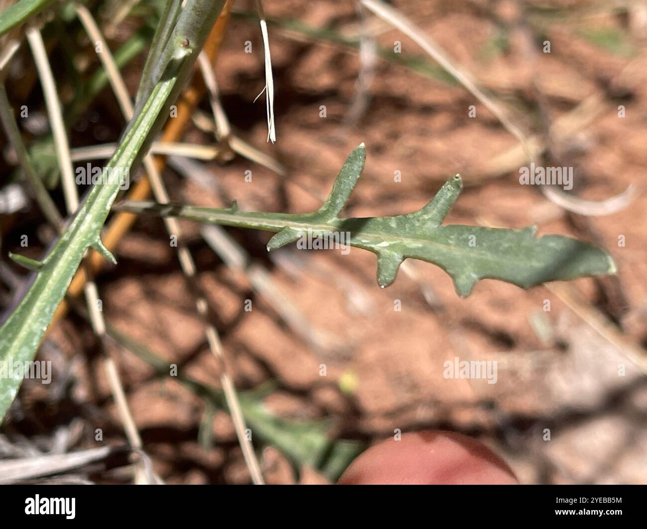 Flaxleaf hi-res stock photography and images - Alamy