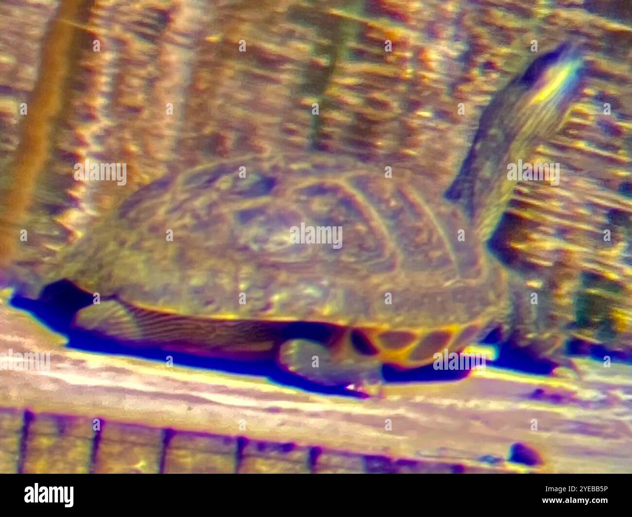 Common thread turtle (Mauremys sinensis Stock Photo - Alamy