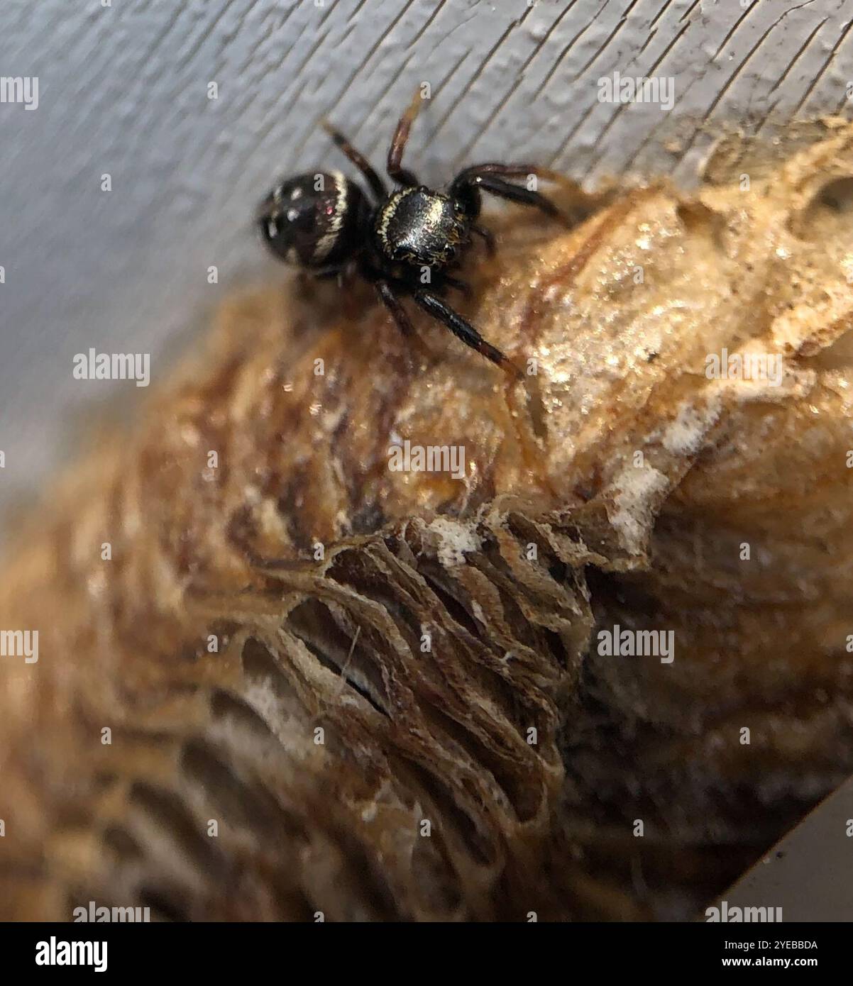 Golden Jumping Spider (Paraphidippus aurantius Stock Photo - Alamy