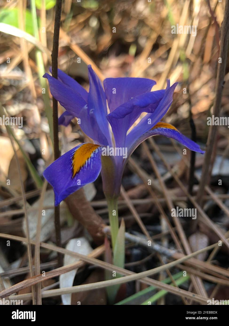 Sandhill Dwarf Iris (Iris verna verna Stock Photo - Alamy