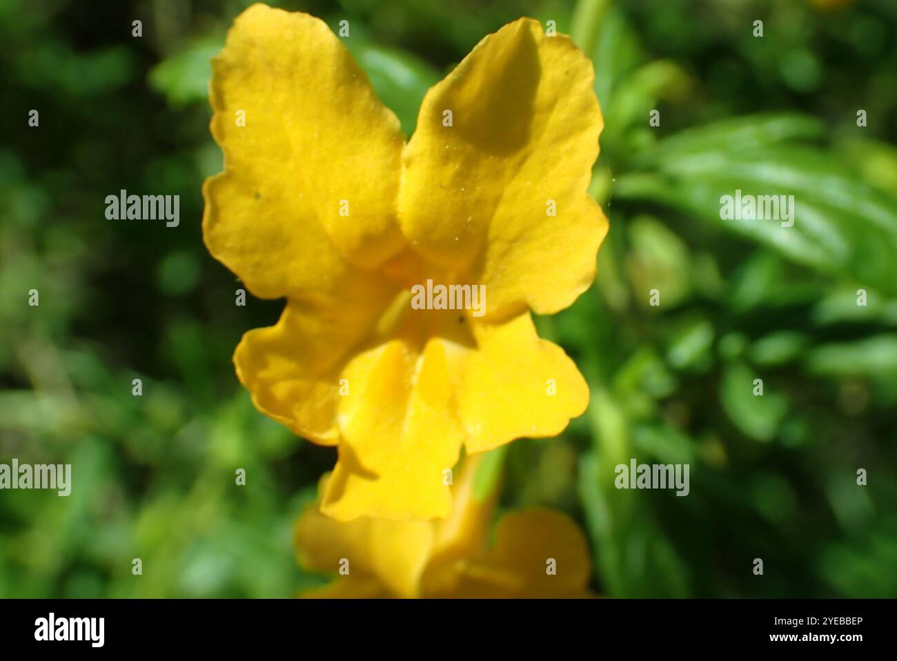orange bush monkeyflower (Diplacus aurantiacus Stock Photo - Alamy
