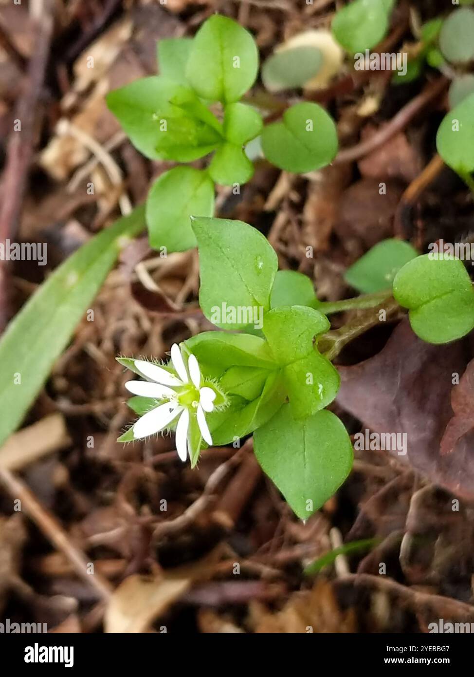 common chickweed (Stellaria media Stock Photo - Alamy