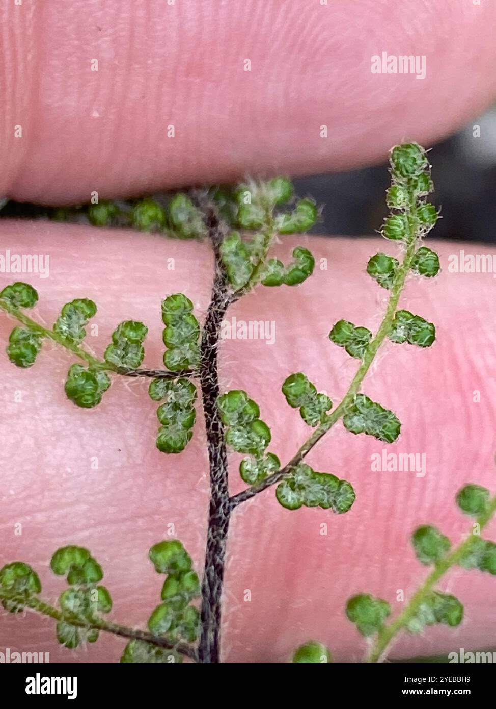 Hairy lip fern hi-res stock photography and images - Alamy