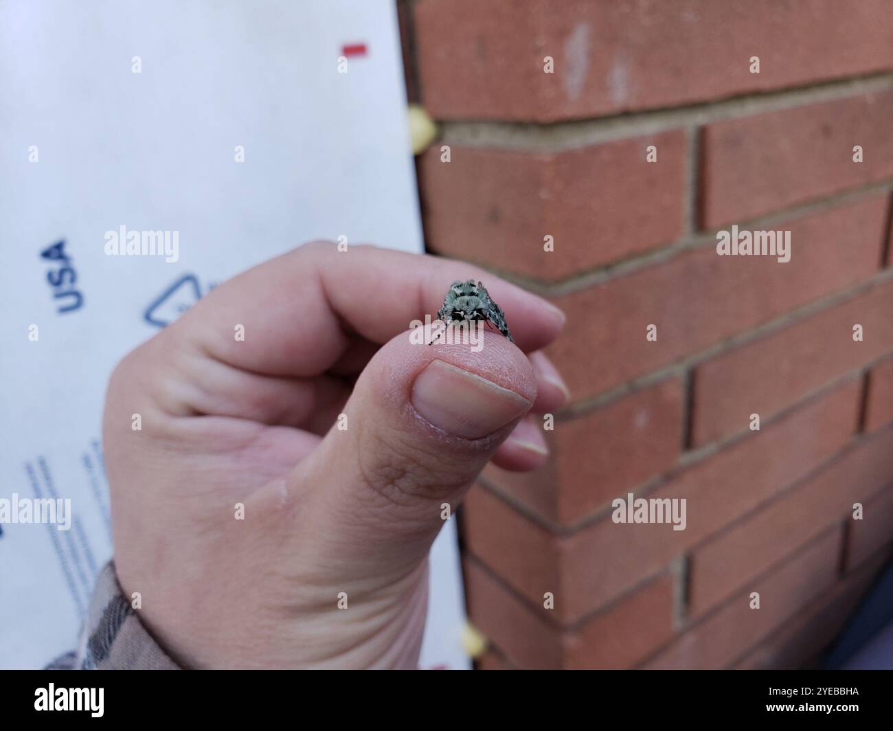 Major Sallow (Feralia major Stock Photo - Alamy