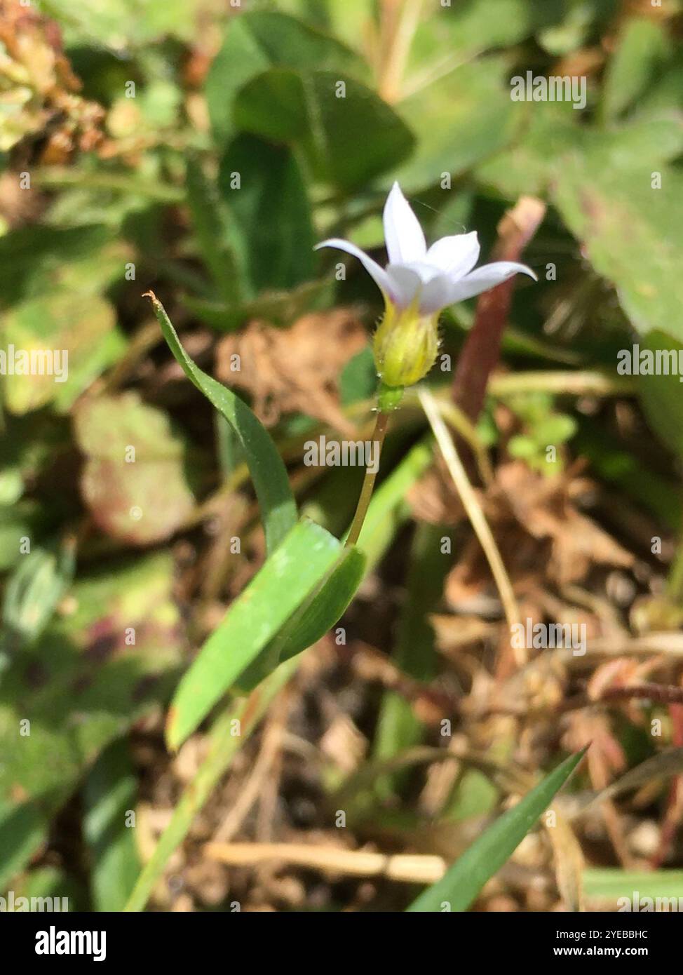 Blue Pigroot (Sisyrinchium micranthum Stock Photo - Alamy
