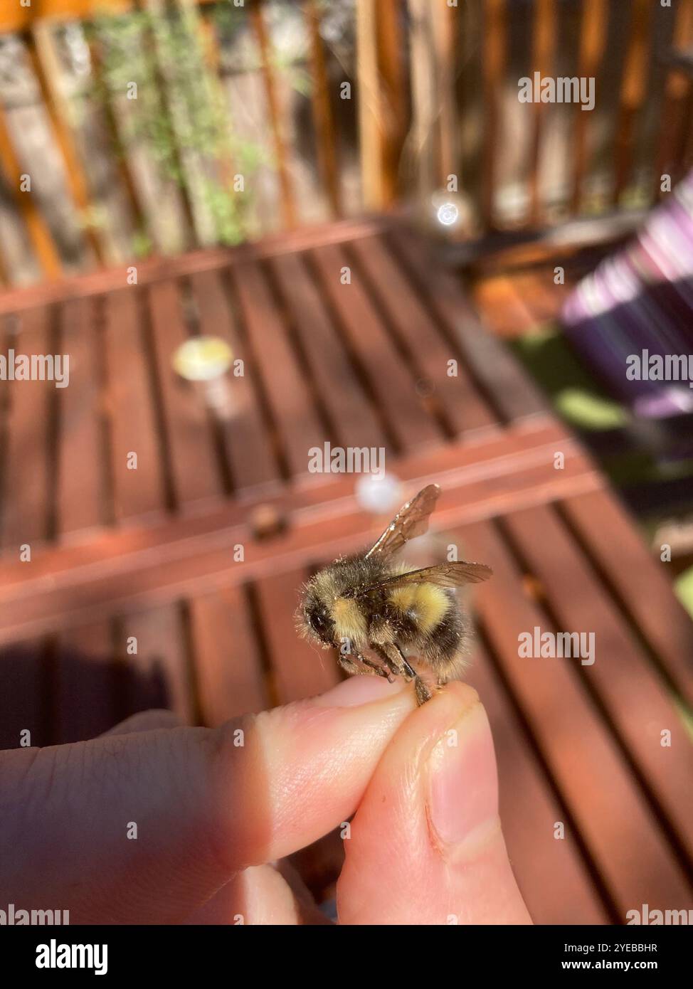 Sitka Bumble Bee (Bombus sitkensis Stock Photo - Alamy