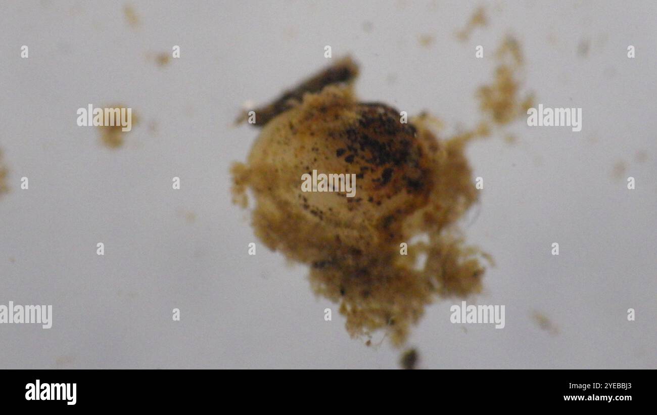 Pea Clams (Sphaeriidae Stock Photo - Alamy