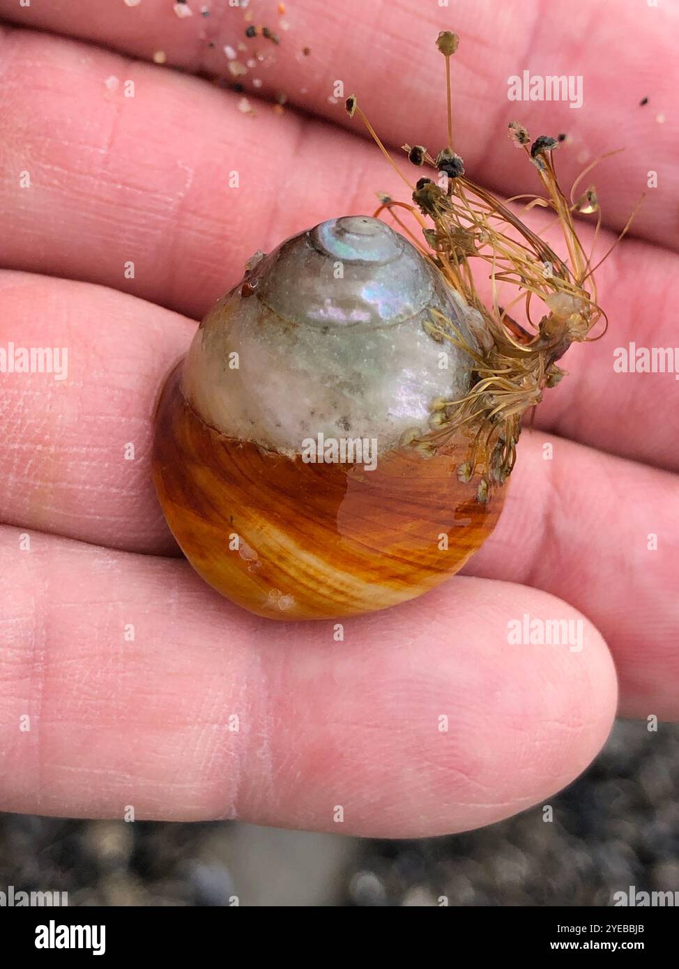 Tegula brunnea hi-res stock photography and images - Alamy