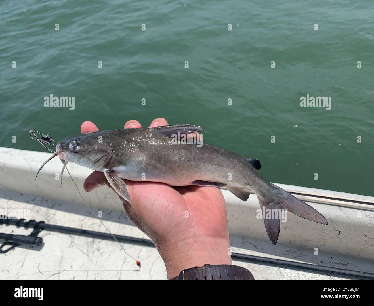 Hardhead Catfish (Ariopsis felis Stock Photo - Alamy