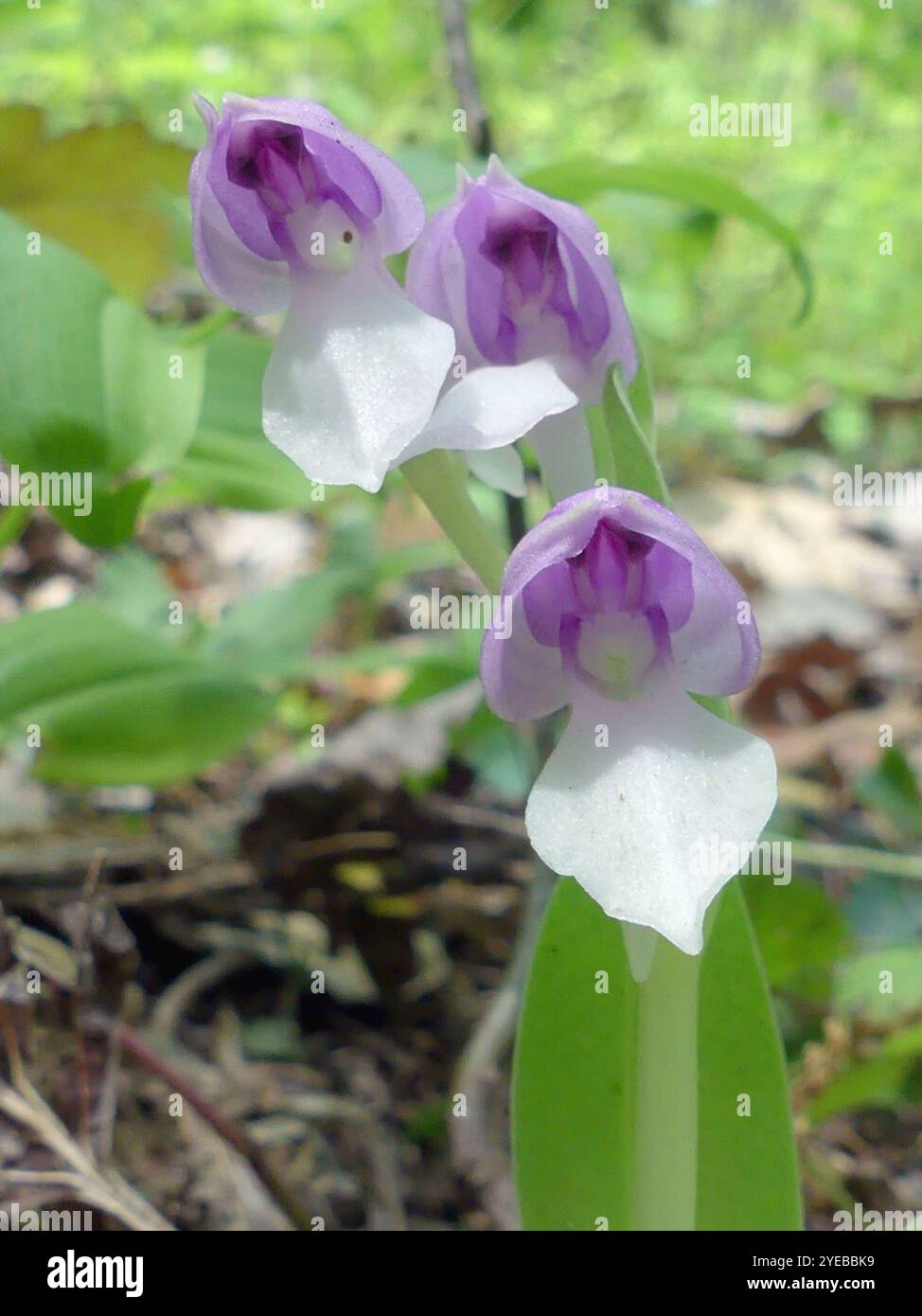 Galearis spectabilis hi-res stock photography and images - Alamy