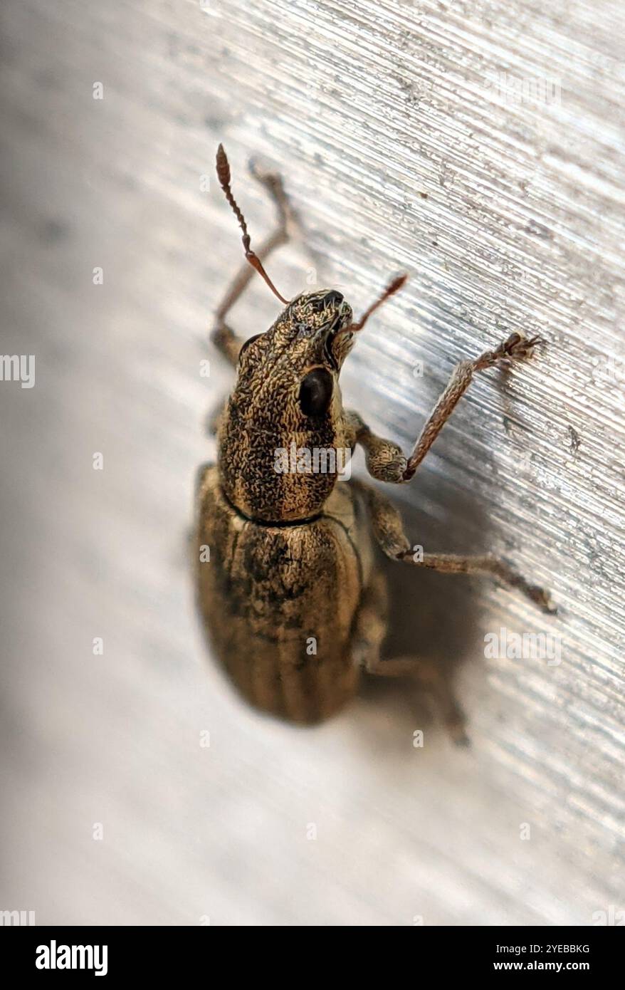 Sitona lineatus hi-res stock photography and images - Alamy
