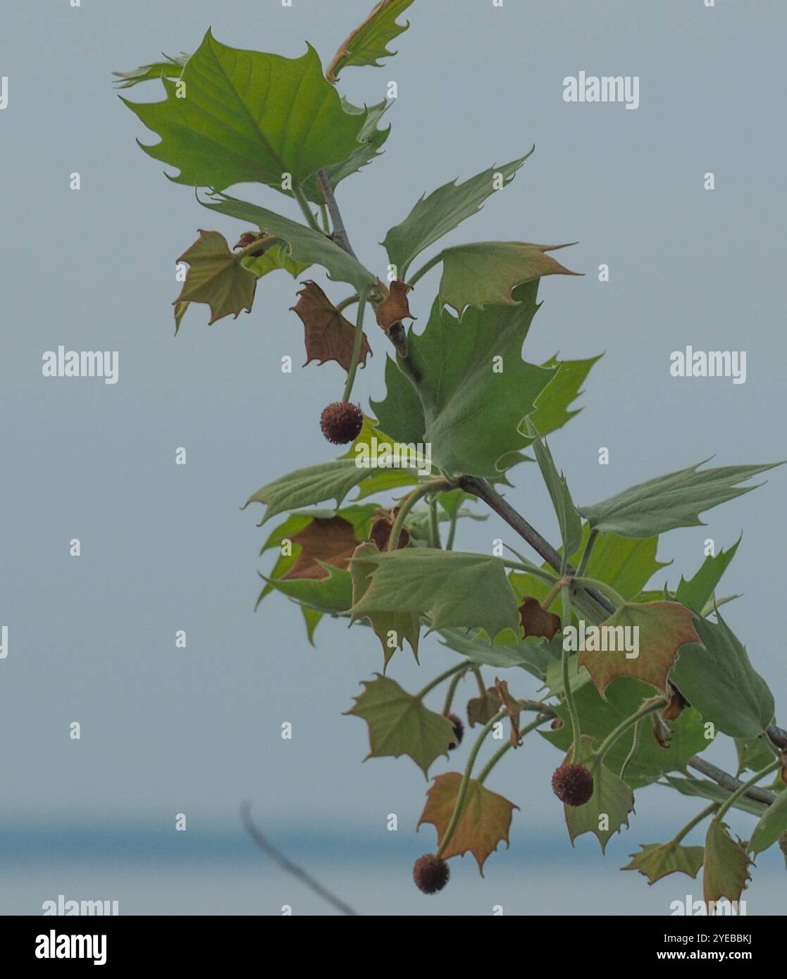 American sycamore (Platanus occidentalis Stock Photo - Alamy
