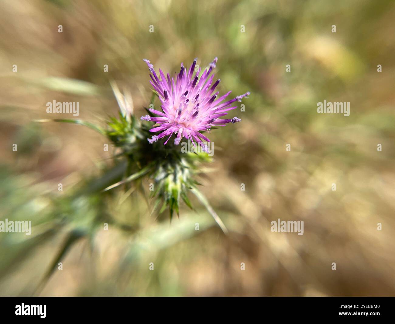 Italian thistle (Carduus pycnocephalus Stock Photo - Alamy