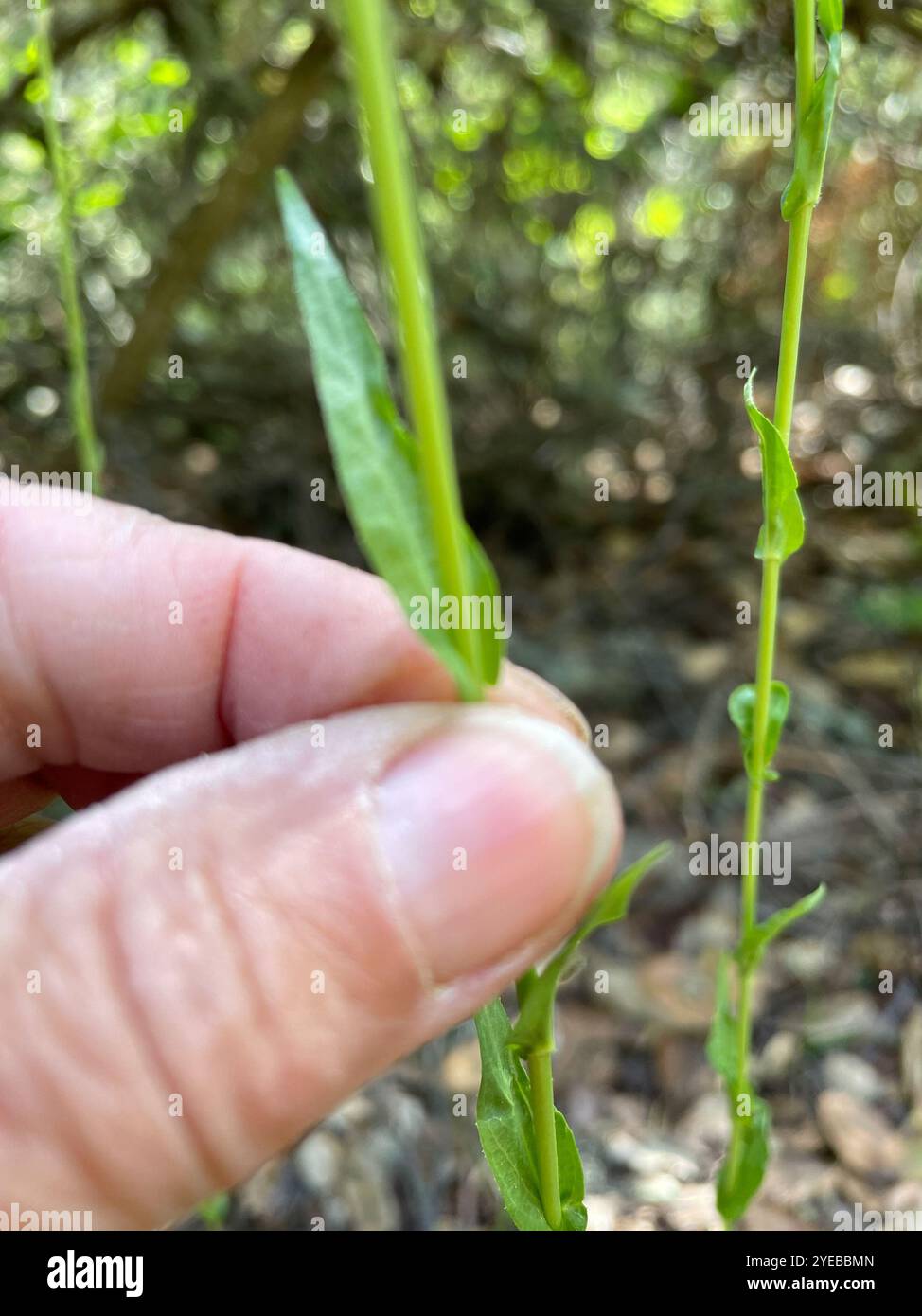 Tower Mustard (Turritis glabra Stock Photo - Alamy
