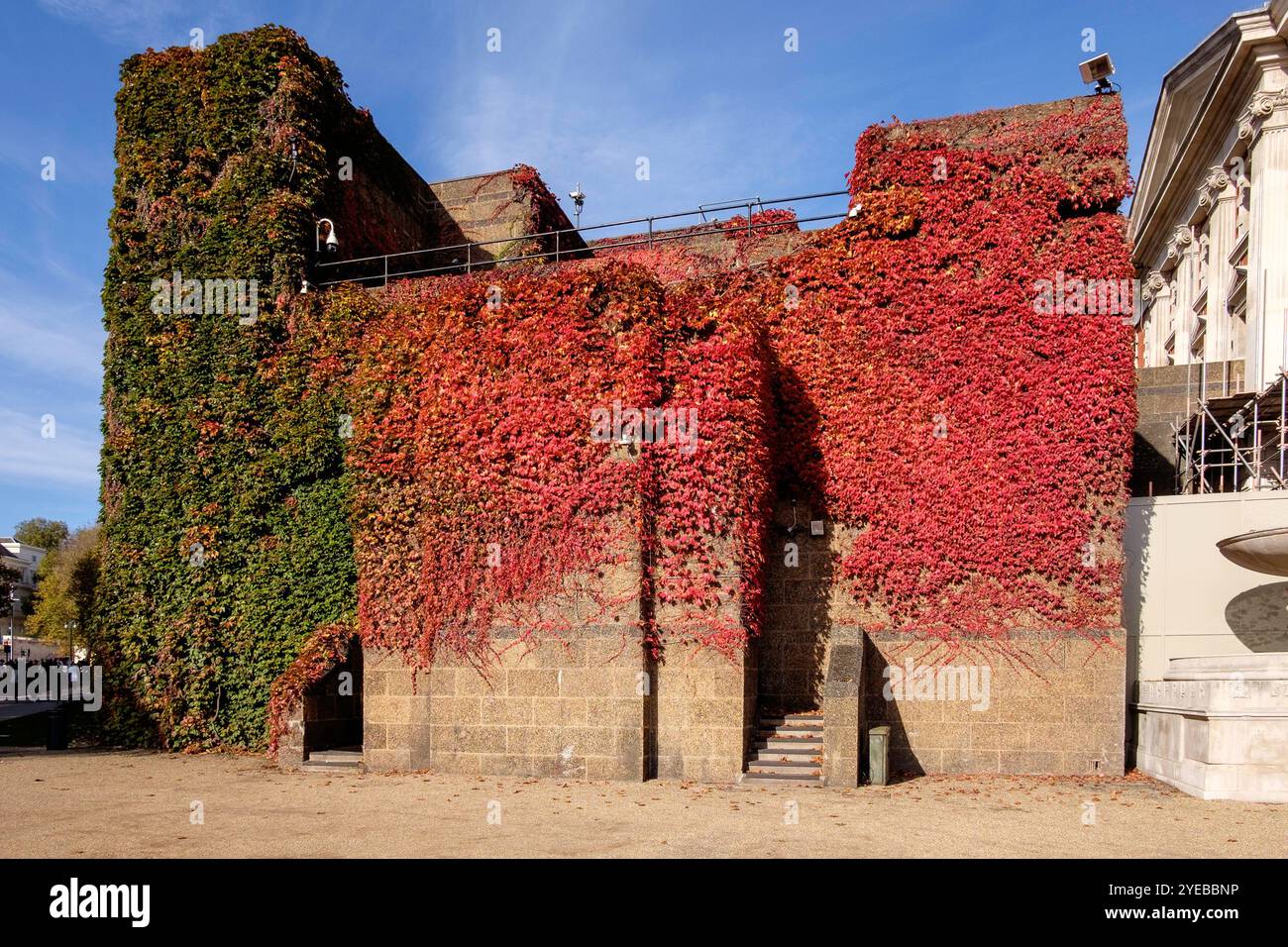 Boston Ivy (Parthenocissus tricuspidata) growing on the Admiralty ...