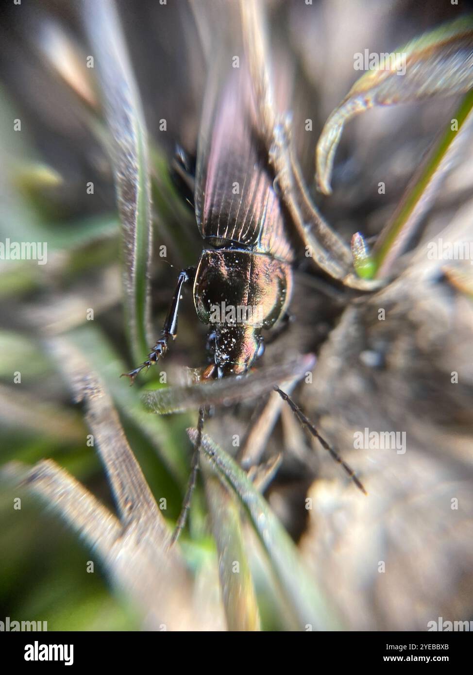 Poecilus cupreus hi-res stock photography and images - Alamy