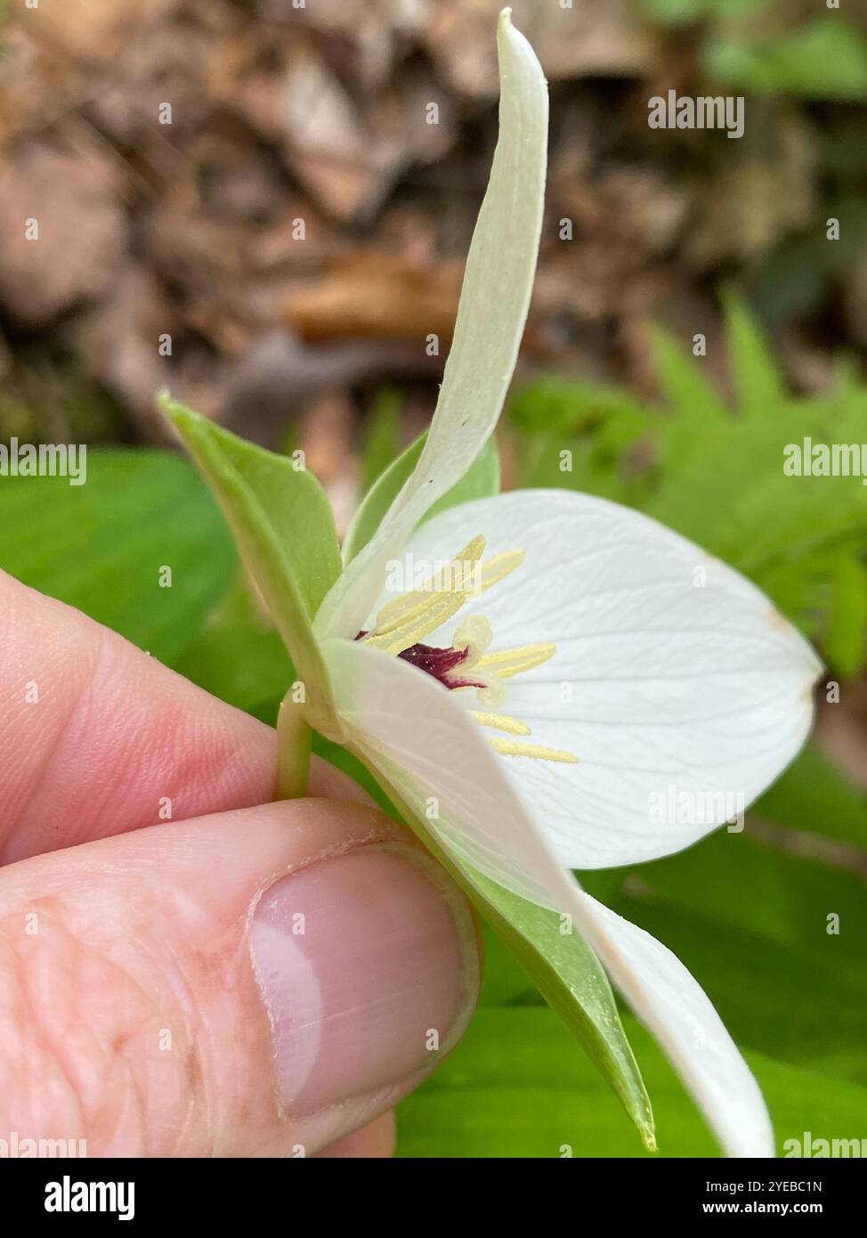 Jewelled wakerobin hi-res stock photography and images - Alamy