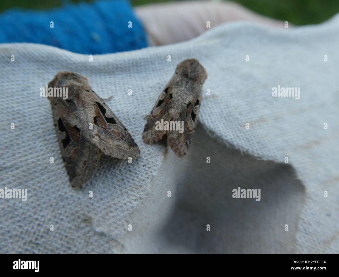Hebrew Character (Orthosia gothica Stock Photo - Alamy