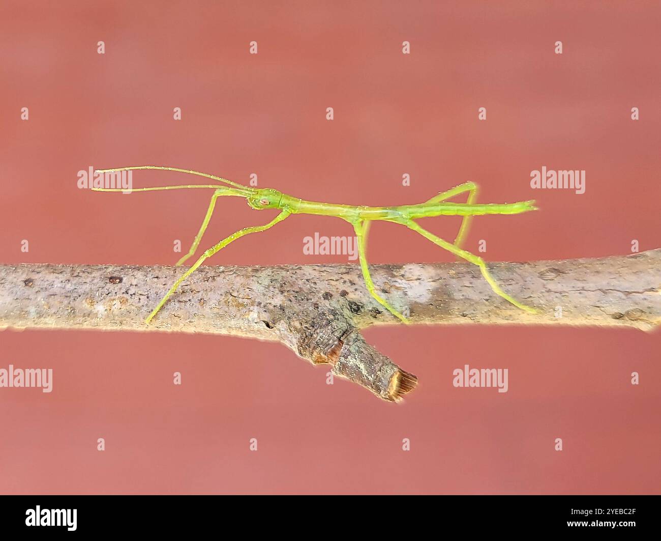 Stick Insects (Phasmida Stock Photo - Alamy