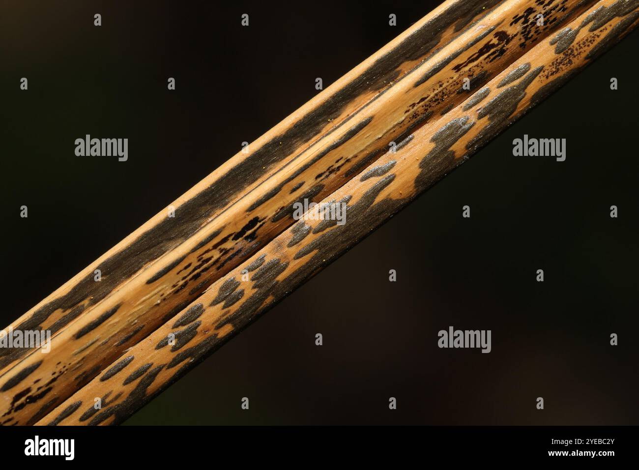 Map of bracken hi-res stock photography and images - Alamy