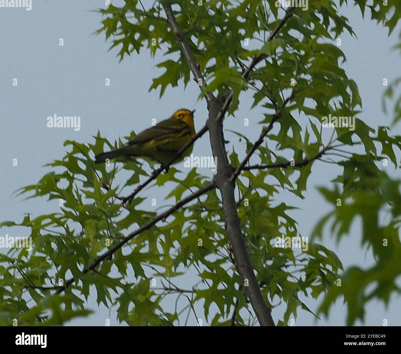 Setophaga discolor discolor hi-res stock photography and images - Alamy