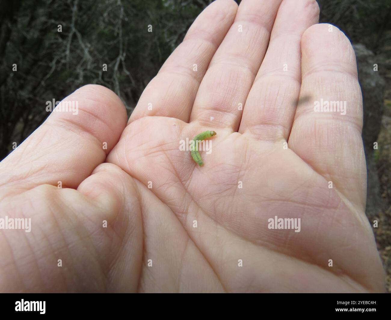 Spring Cankerworm Moth (Paleacrita vernata Stock Photo - Alamy