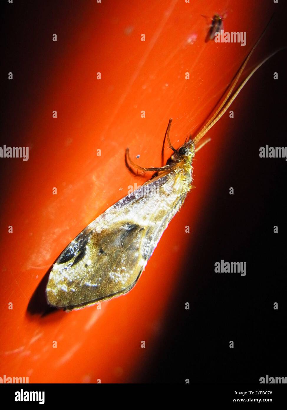 Latipennis hi-res stock photography and images - Alamy