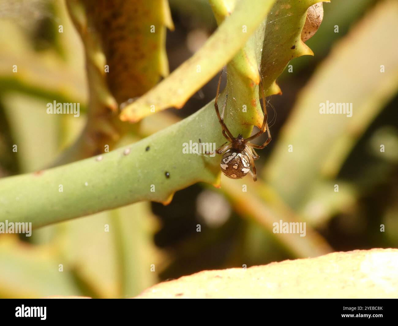 Zimbabwe Button Spider (Latrodectus rhodesiensis Stock Photo - Alamy