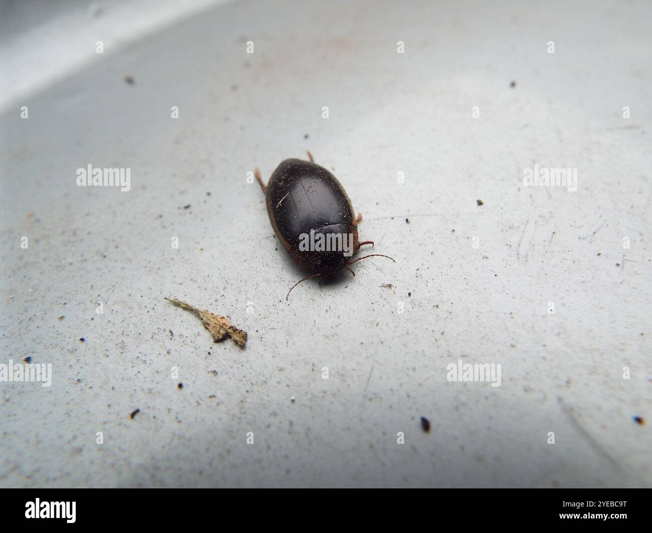 Hydaticus seminiger hi-res stock photography and images - Alamy
