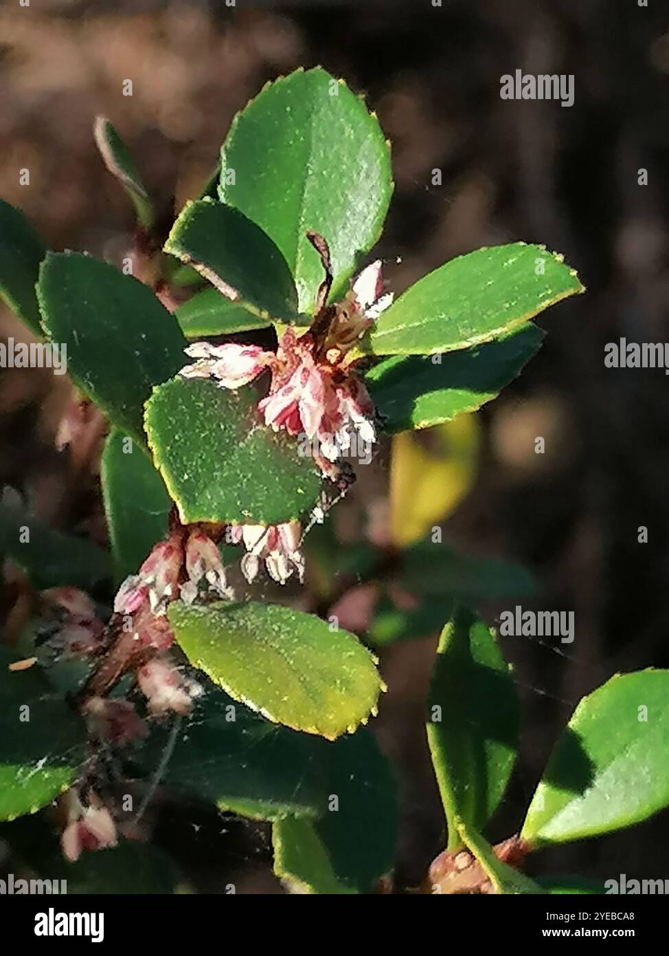 African Boxwood (Myrsine africana Stock Photo - Alamy
