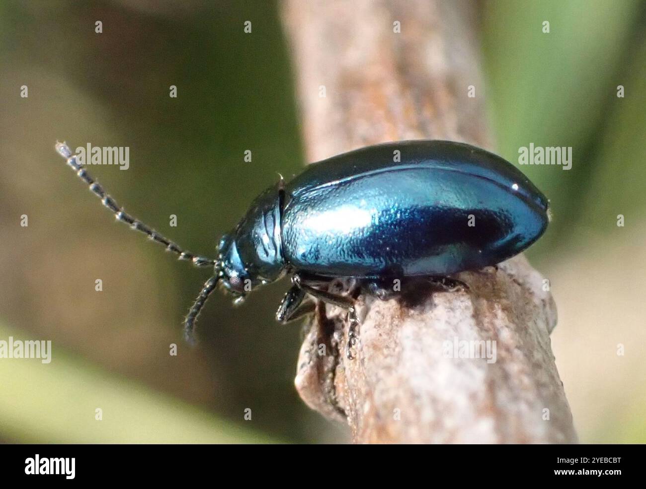 Metallic Flea Beetles (Altica Stock Photo - Alamy