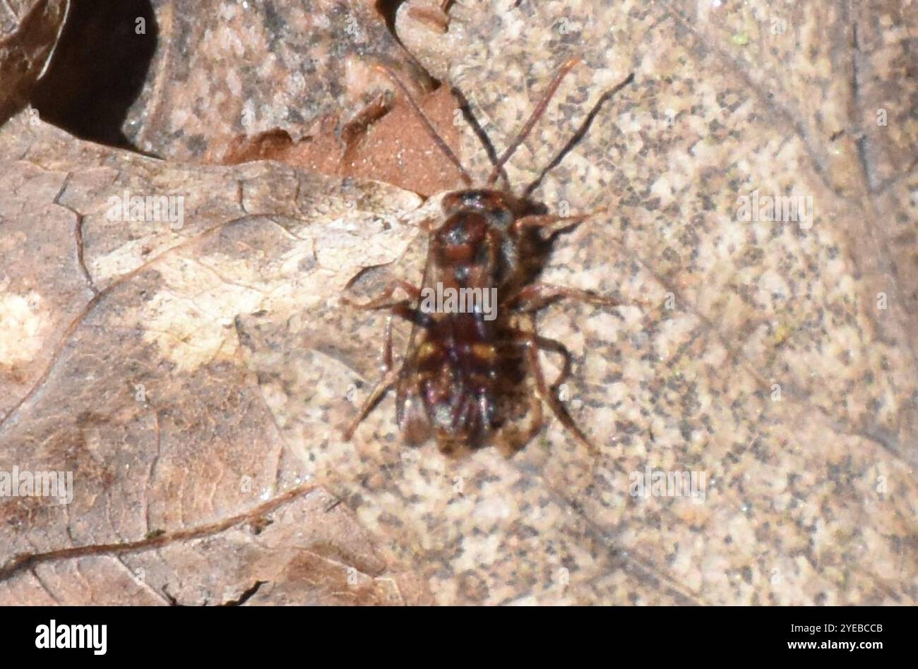 Nomad Bees (Nomada Stock Photo - Alamy