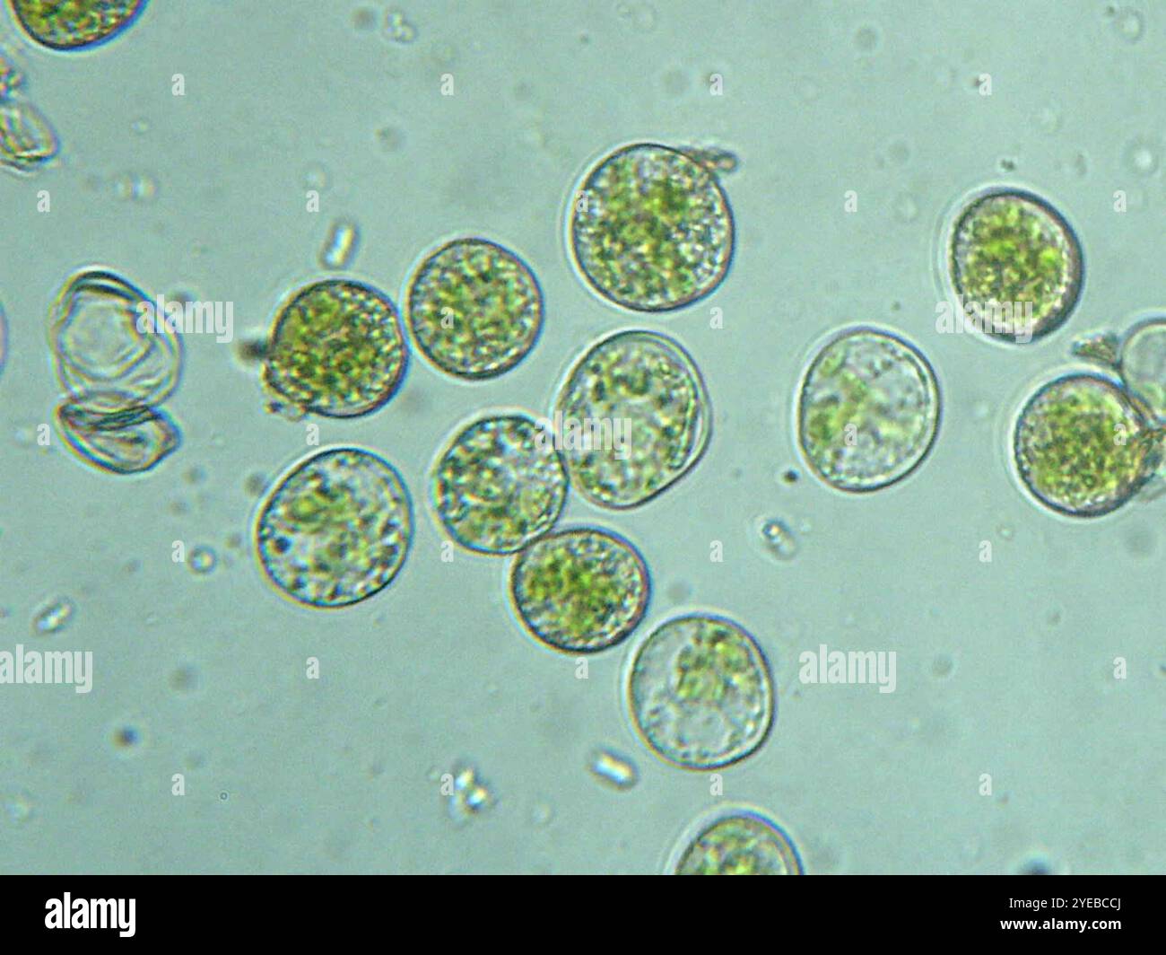 Ditrichum hi-res stock photography and images - Alamy