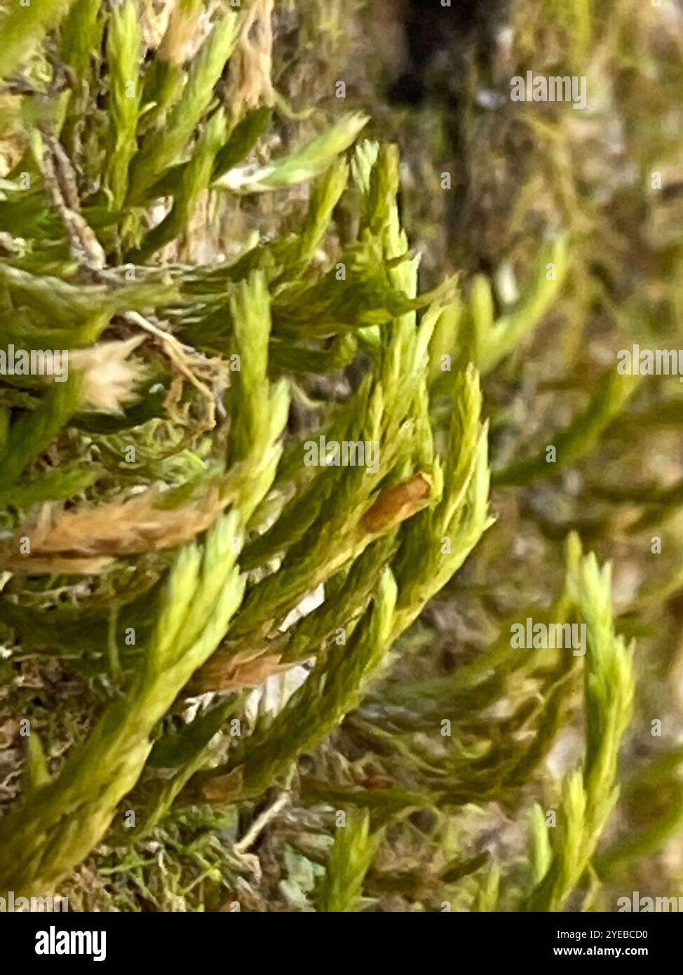 fan moss (Forsstroemia trichomitria Stock Photo - Alamy