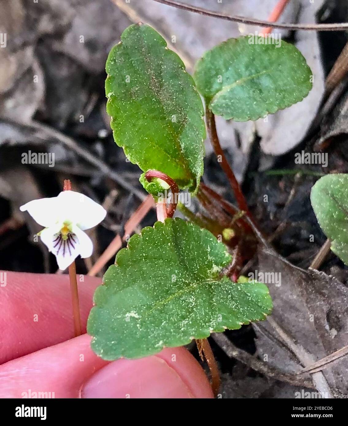 primrose-leaved violet (Viola primulifolia Stock Photo - Alamy