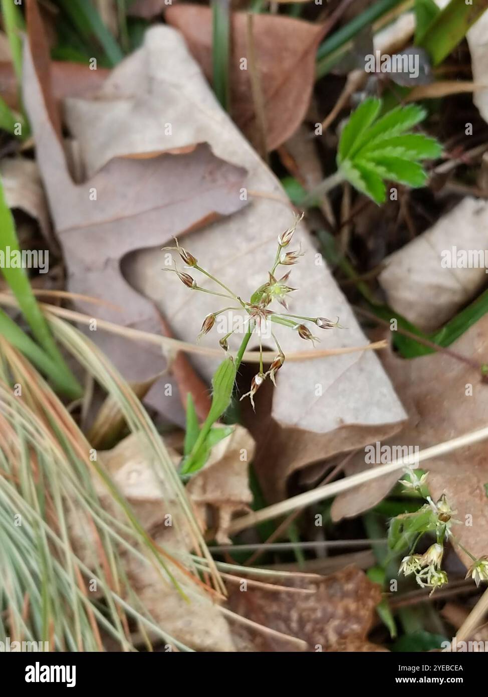 hairy woodrush (Luzula acuminata Stock Photo - Alamy