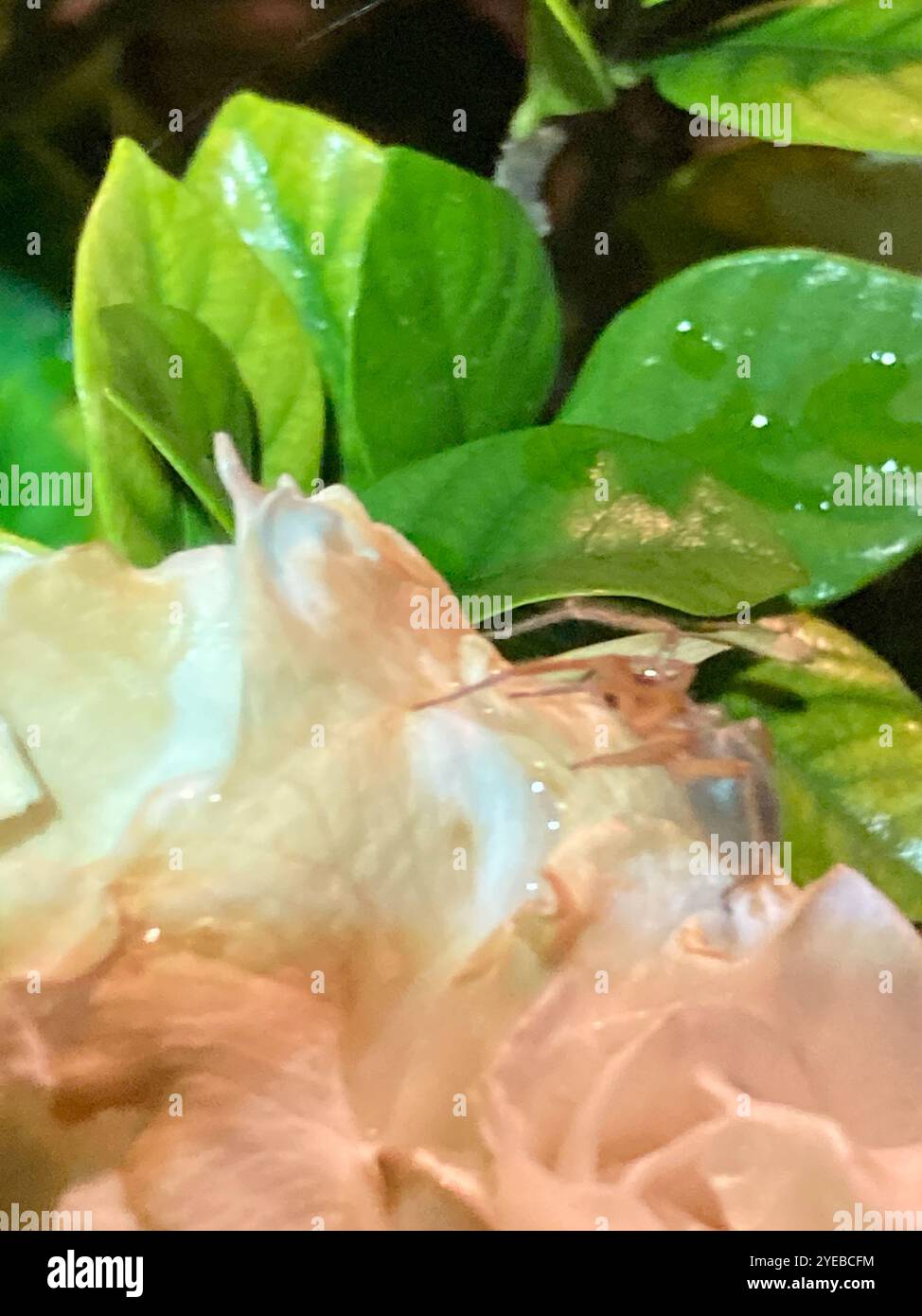 Ghost Spiders (Anyphaenidae Stock Photo - Alamy