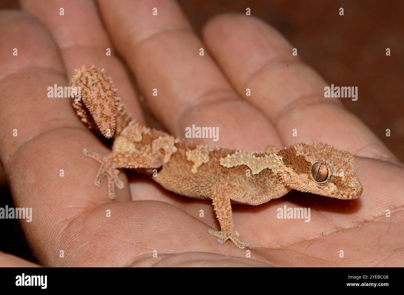 Pachydactylus rugosus hi-res stock photography and images - Alamy