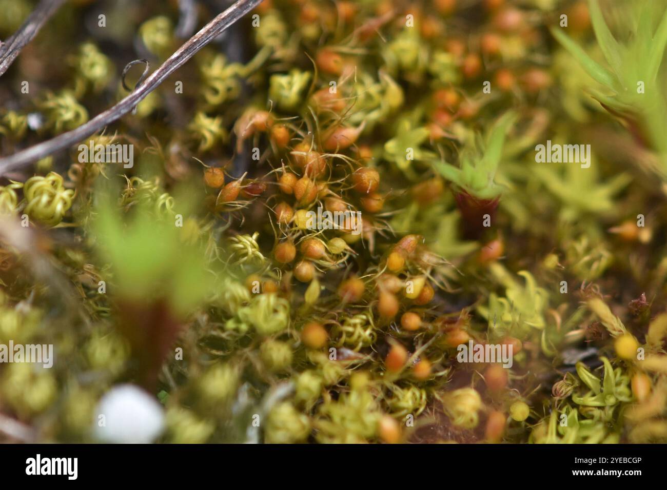 Taper-leaved Earth-moss (Pleuridium acuminatum Stock Photo - Alamy