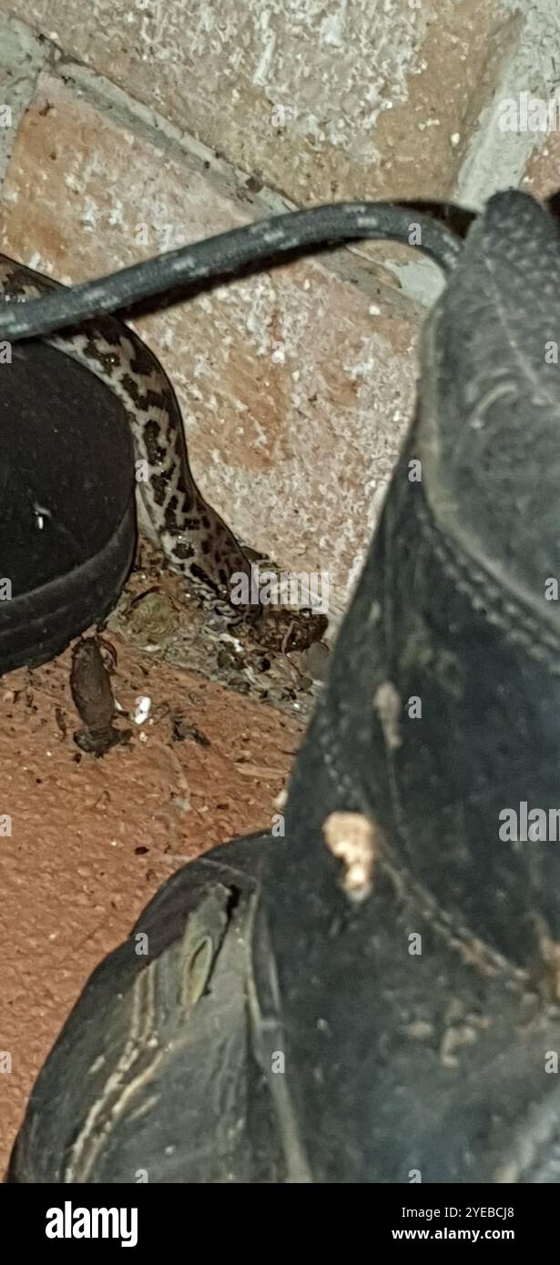 Antaresia hi-res stock photography and images - Alamy