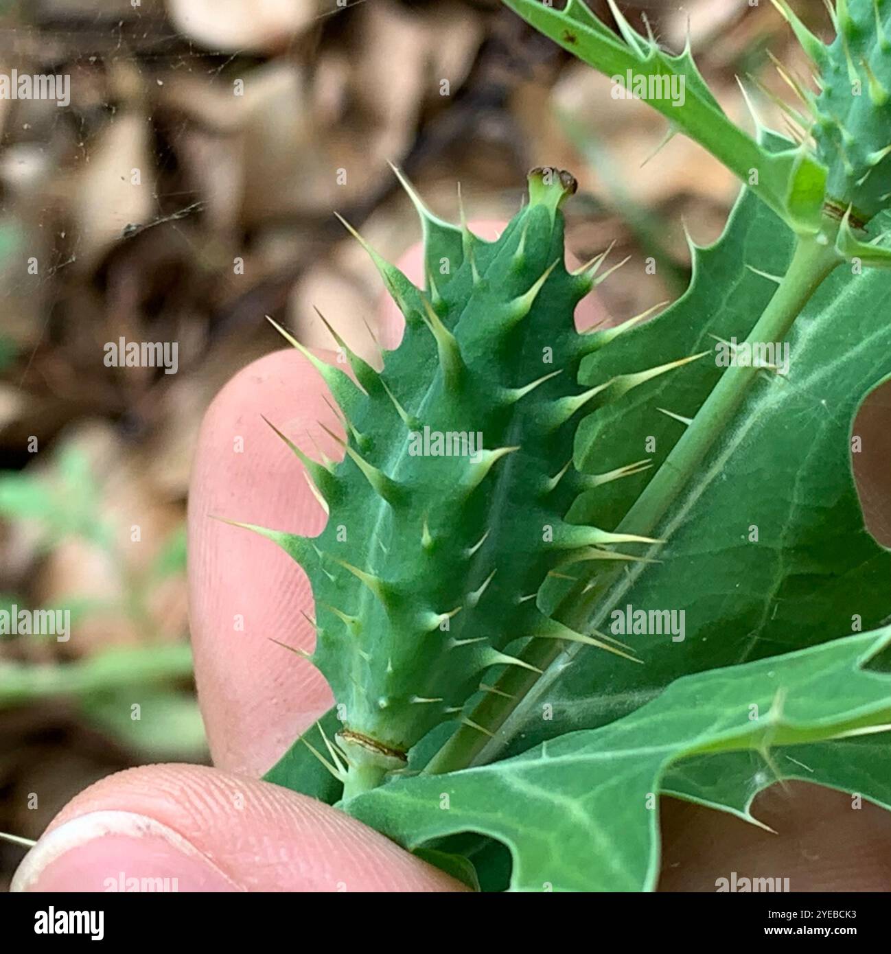 Mexican prickly poppy (Argemone mexicana Stock Photo - Alamy