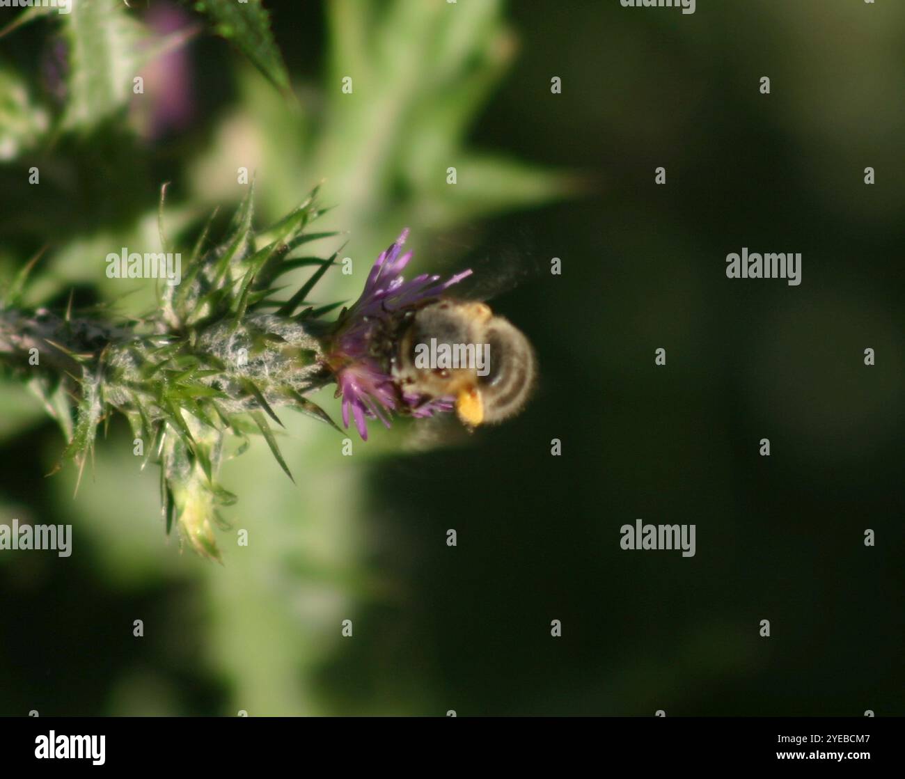 Common Digger Bees (Anthophora Stock Photo - Alamy