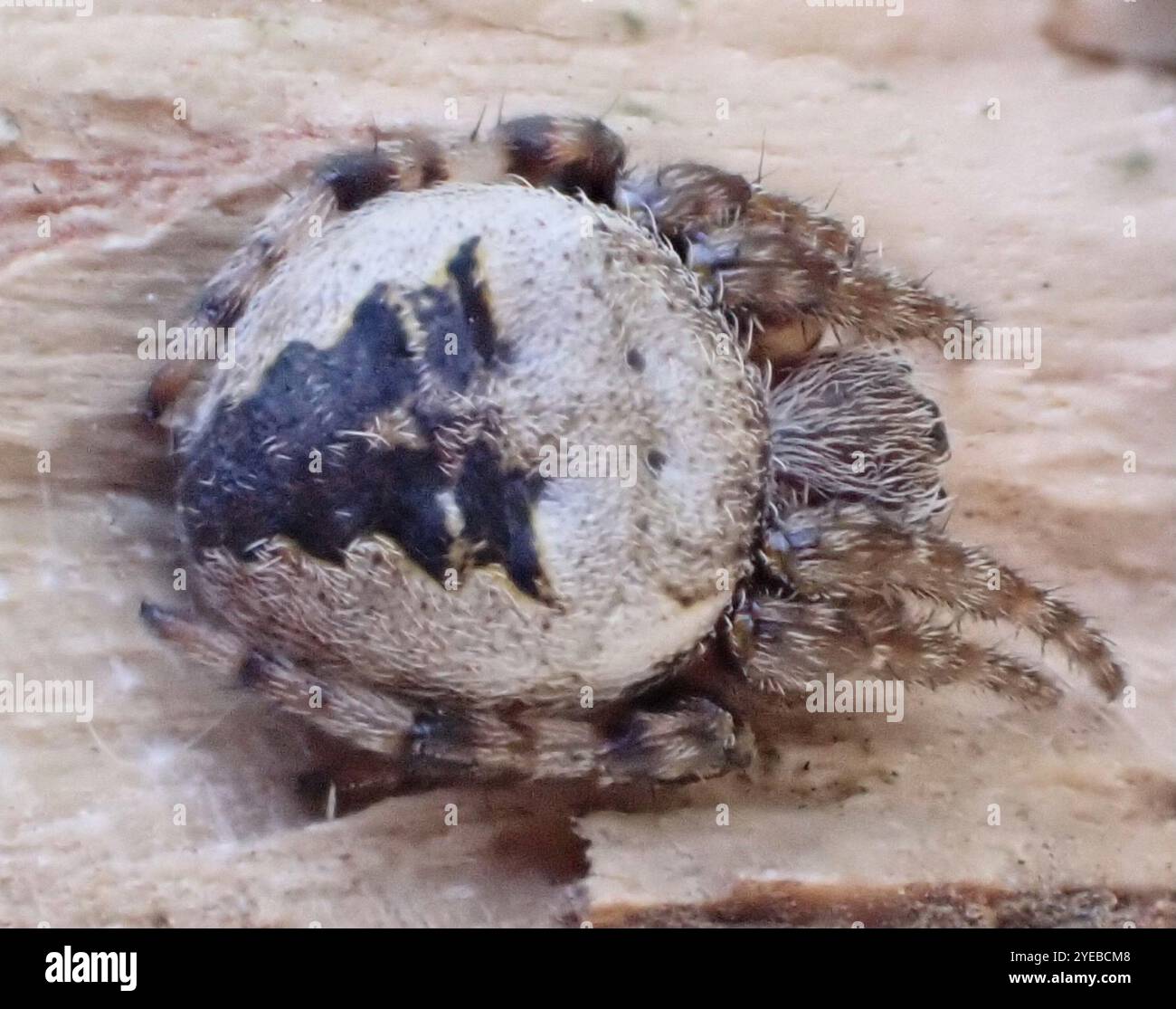 Furrow Spiders (Larinioides Stock Photo - Alamy